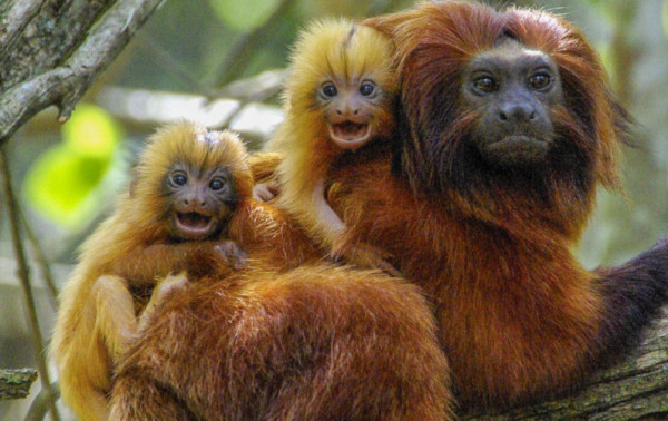 Mico-leão-dourado a salvo no interior